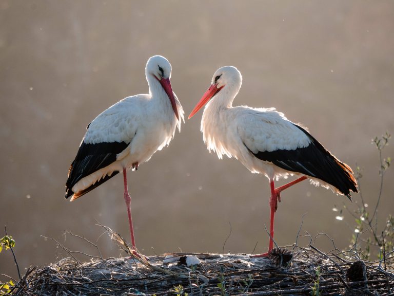 Storks in Portugal - Cegonha Branca - We Travel Portugal