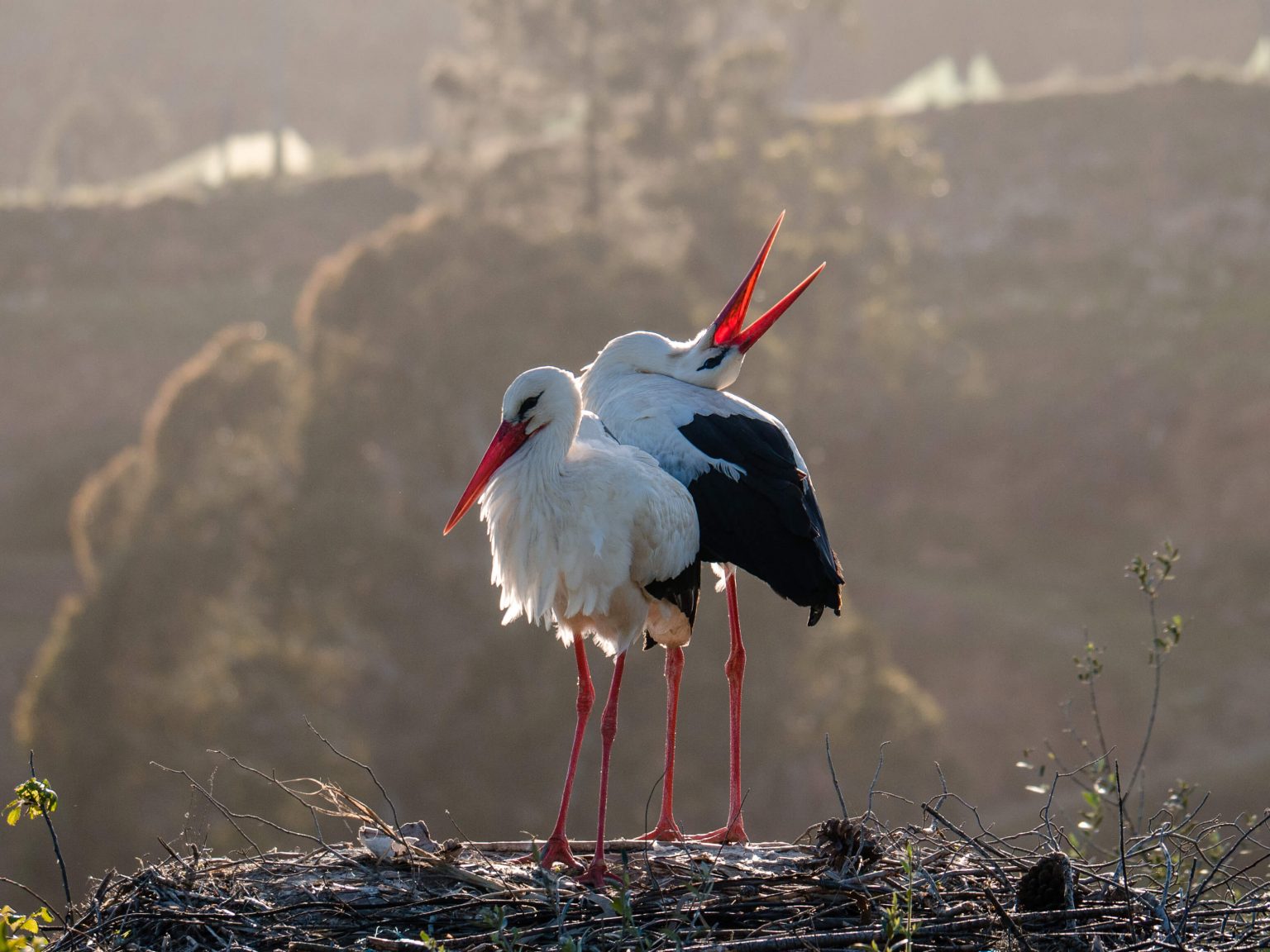 Storks in Portugal - Cegonha Branca